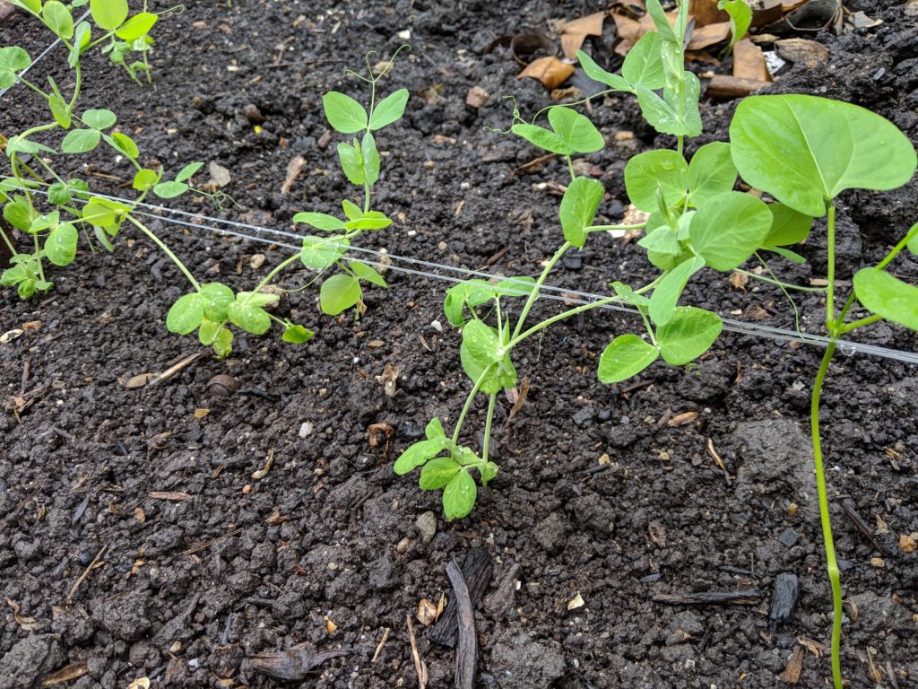 Garlic, microgreens, and a vision of raised beds – JAMARR