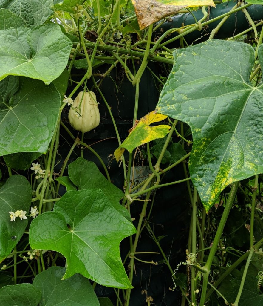Garlic, microgreens, and a vision of raised beds – JAMARR